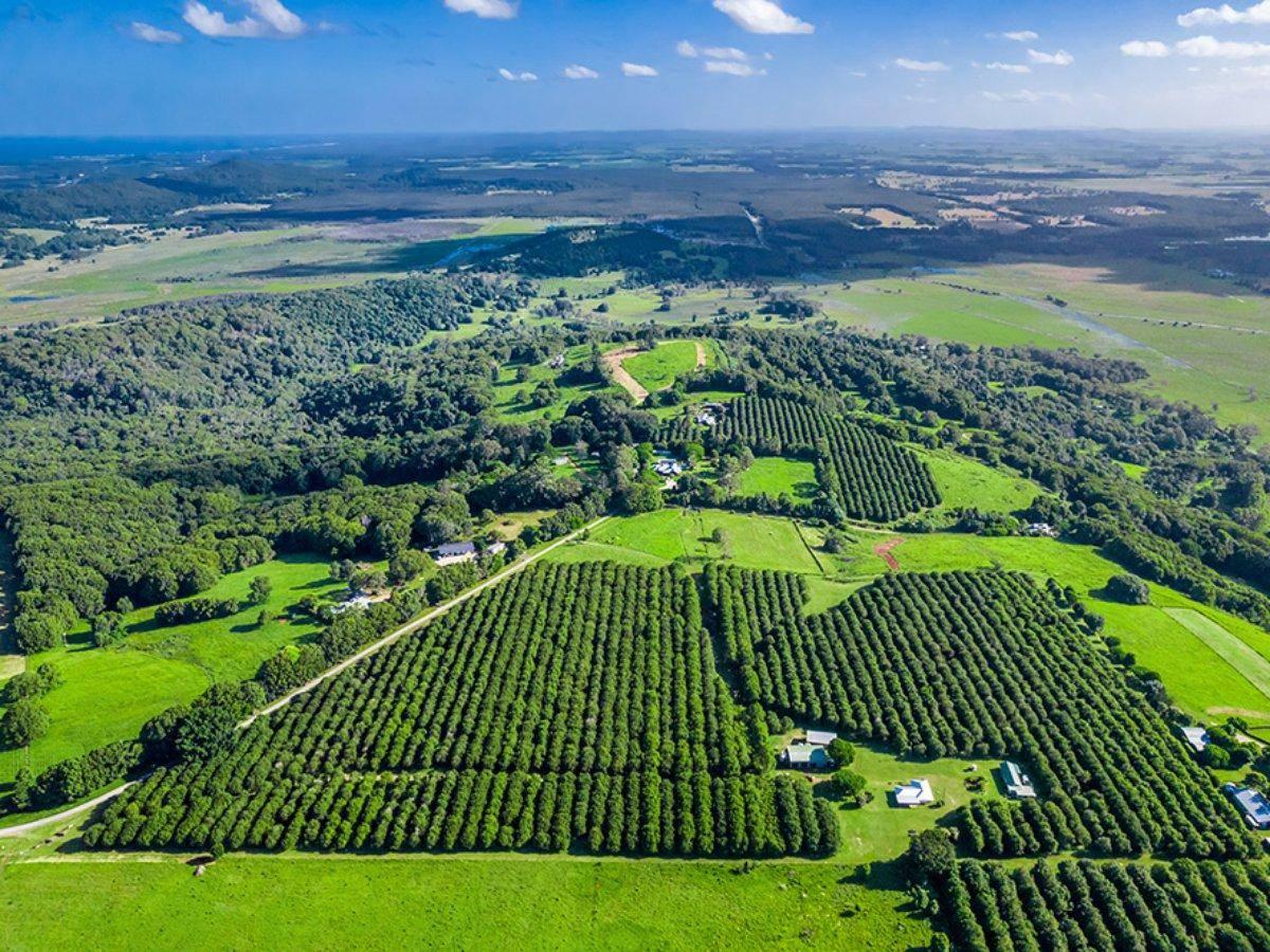 Macadamia Farms For Sale: Forecast Growth Opportunities