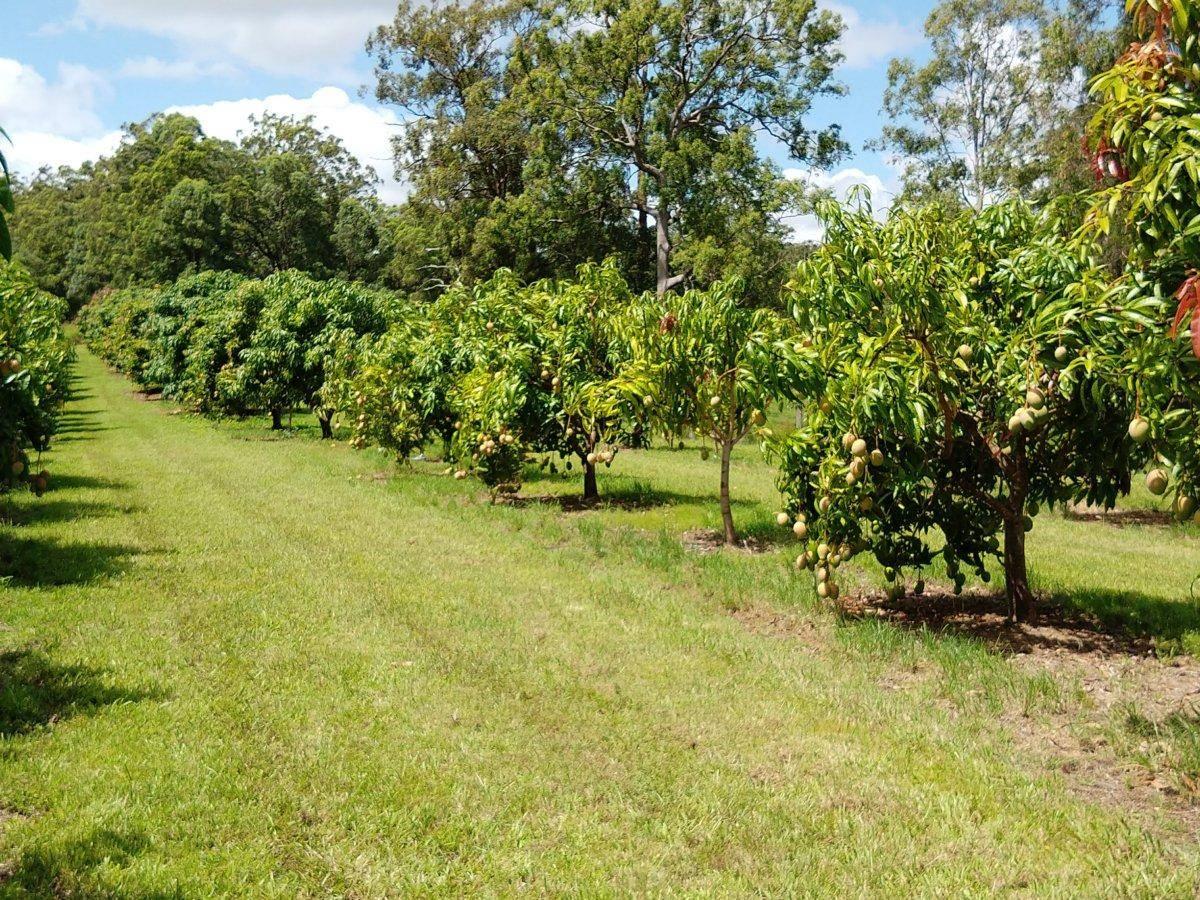 Macadamia Farms For Sale: Forecast Growth Opportunities