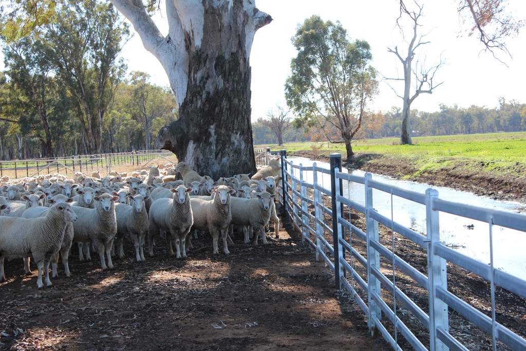 8065 Lachlan Valley Way, Forbes, NSW 2871 For Sale | Farmbuy.com