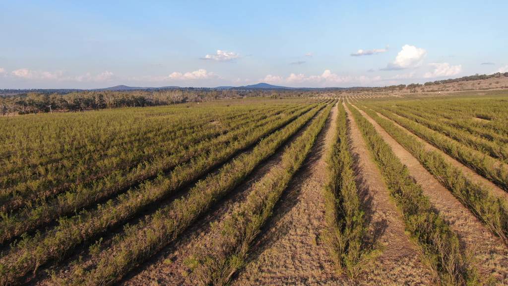 12605 Eidsvold Theodore Road, Camboon, QLD 4719 For Sale | Farmbuy.com