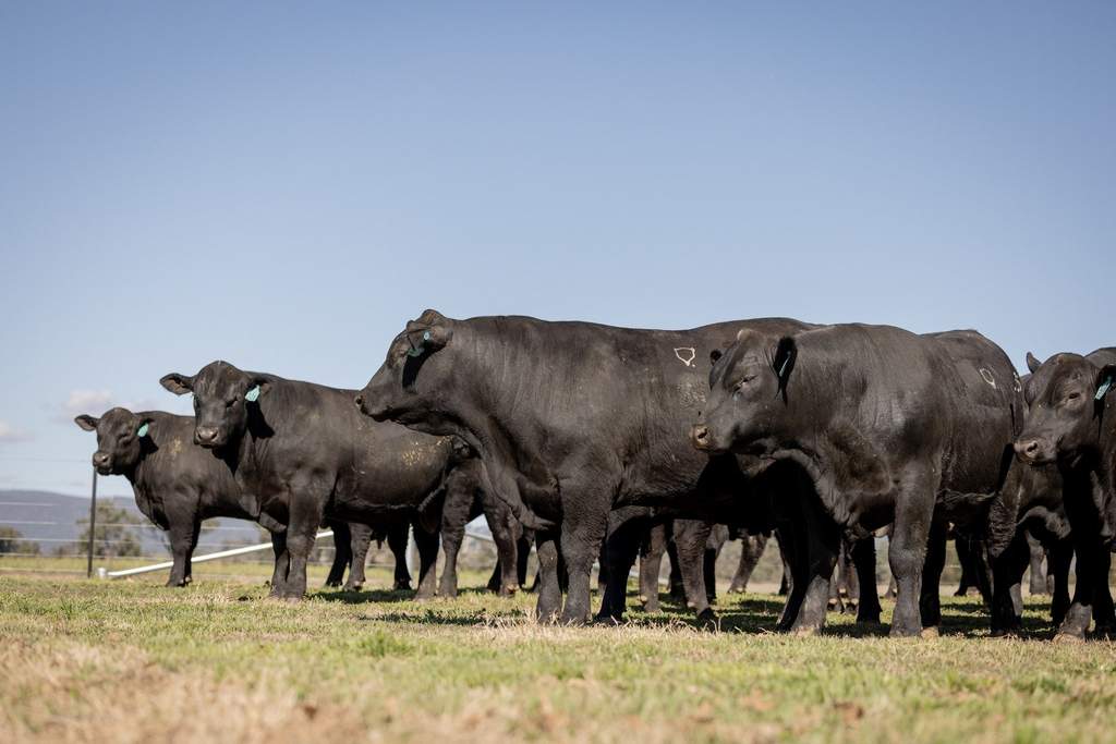 Choice Angus Cattle | Farmbuy Livestock