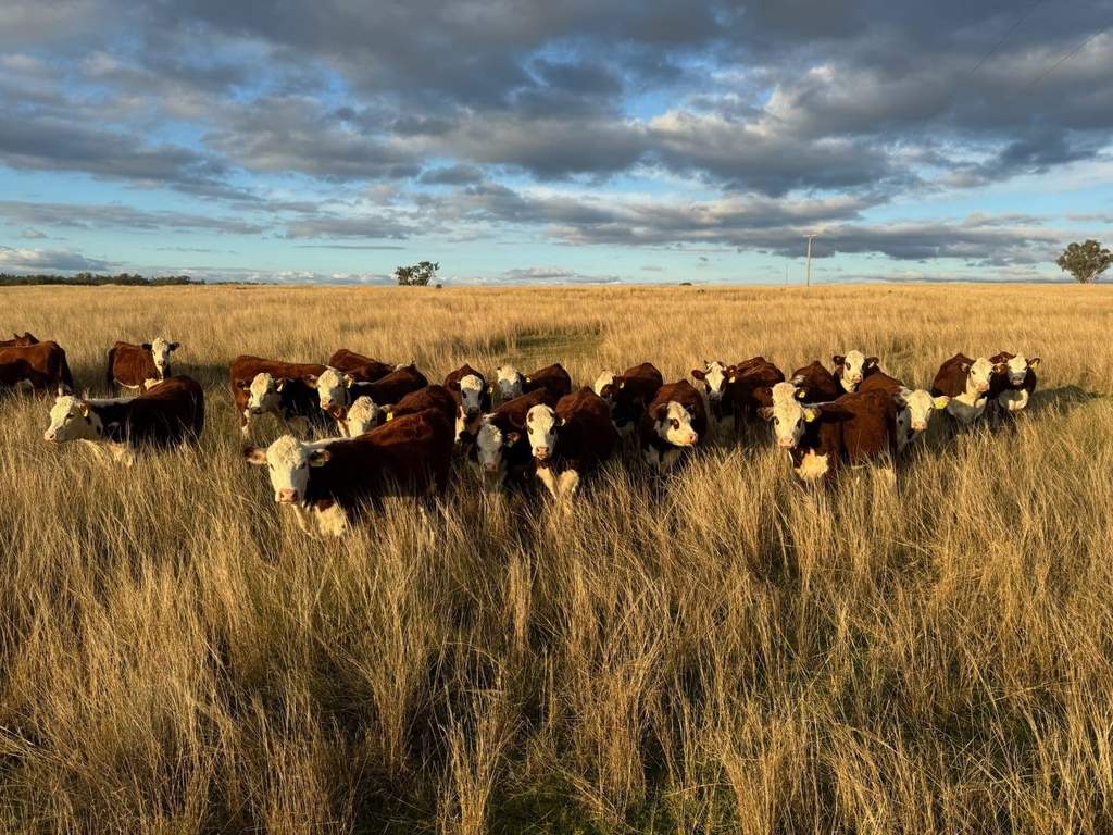 Mountain Valley Stud Angus Cattle | Farmbuy Livestock