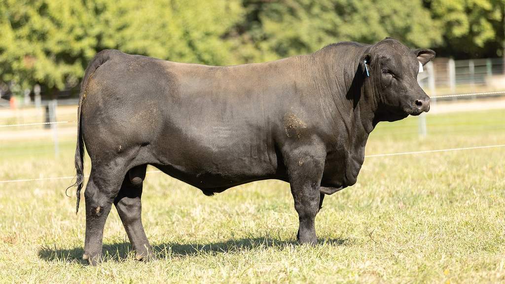 Hicks Beef Composites Cattle | Farmbuy Livestock