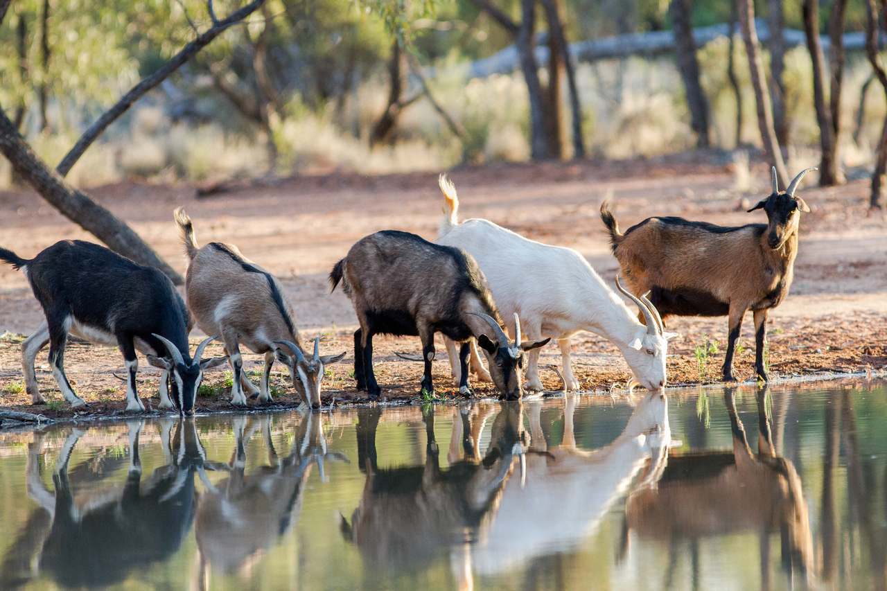 Buy and Sell Goats Online in Australia