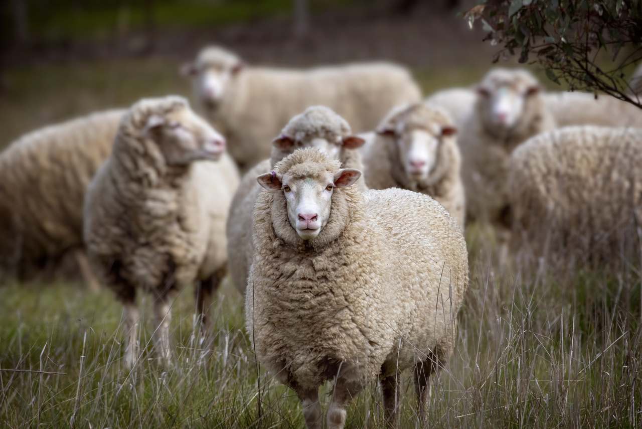Buy Sheep Online: Australia's Premier Livestock Marketplace for Quality ...
