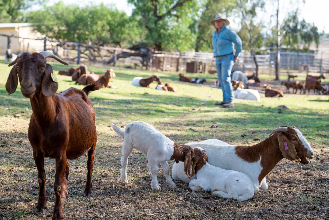 Buy and Sell Goats Online in Australia