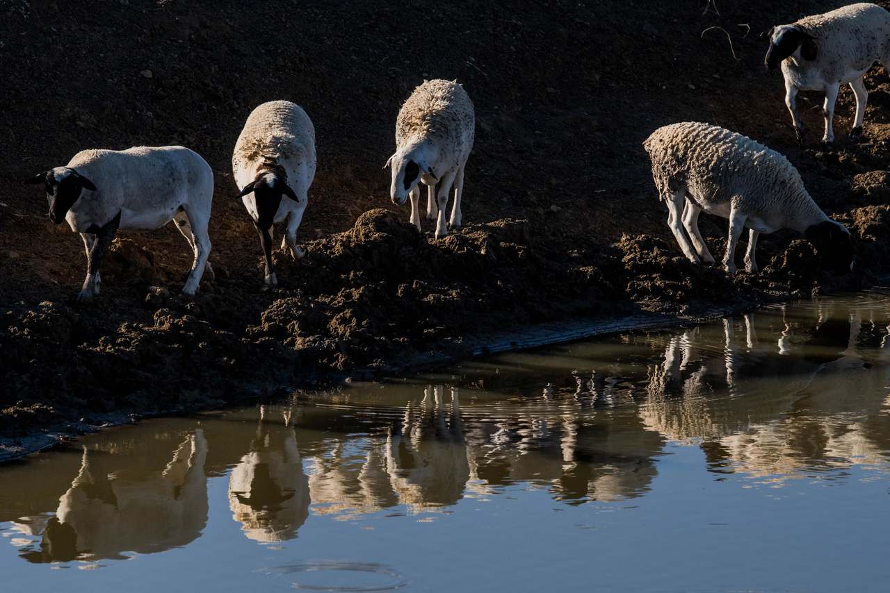 Buy Sheep Online: Australia's Premier Livestock Marketplace for Quality ...