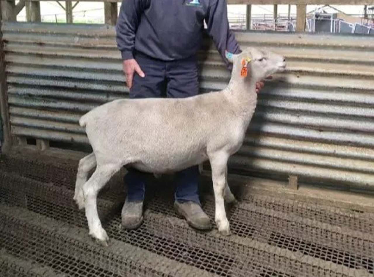Buy Sheep Online: Australia's Premier Livestock Marketplace for Quality ...