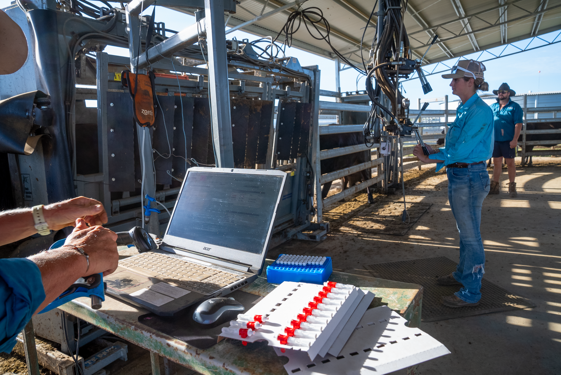 A Practical Guide to Balancing EBVs for Well-Rounded Profitable Cattle