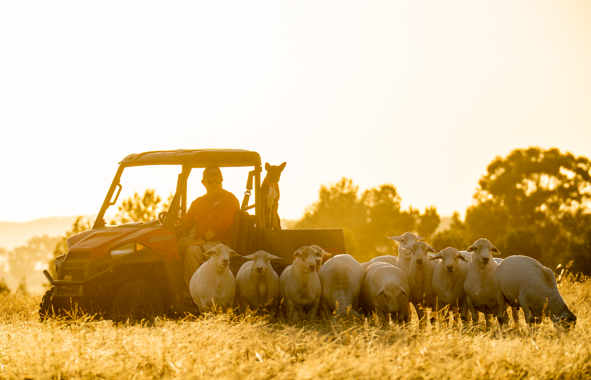 Guide to Selecting High-Quality Stud Stock for Breeding Success