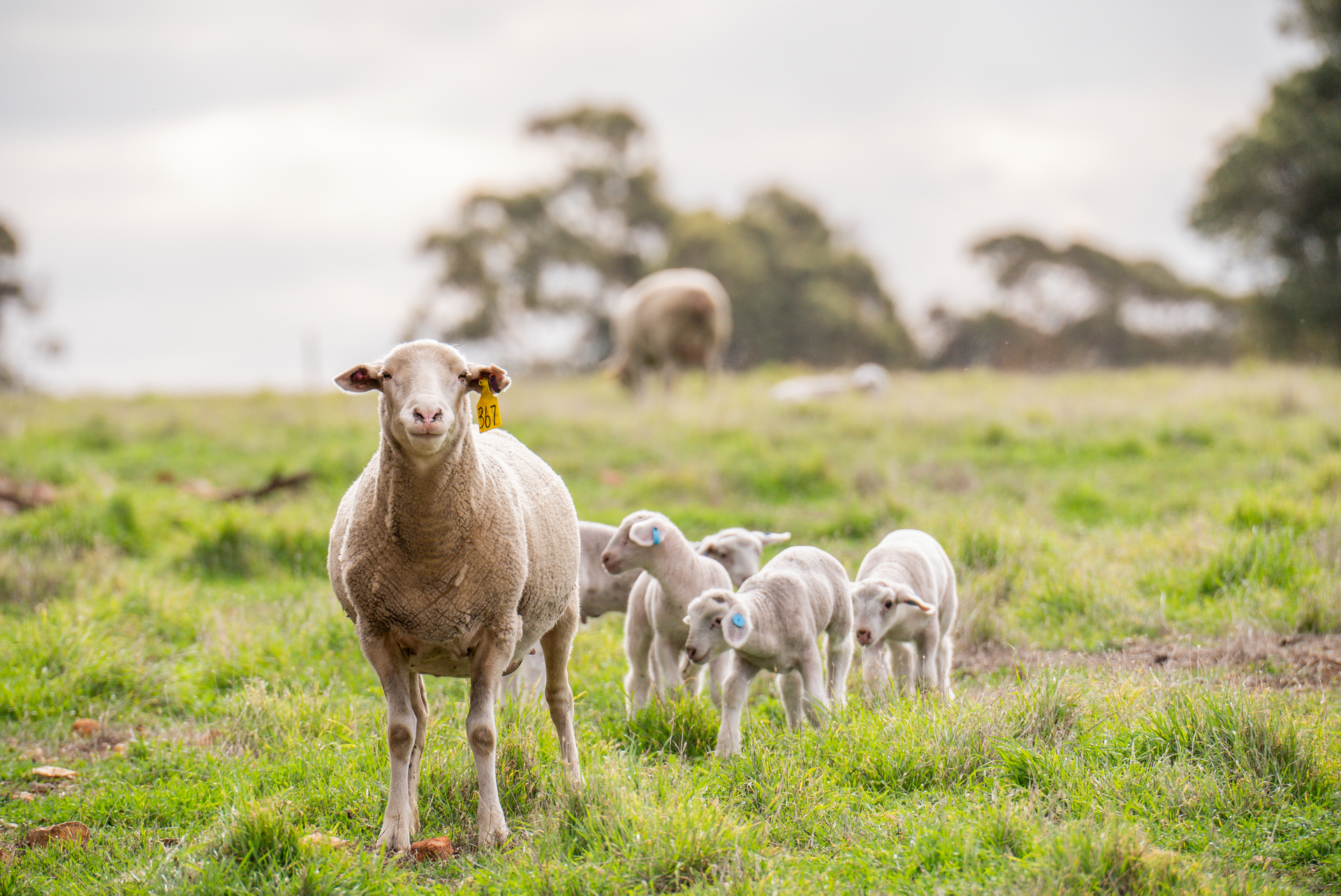 Top Stud Stock Services for Improving Sheep Genetics