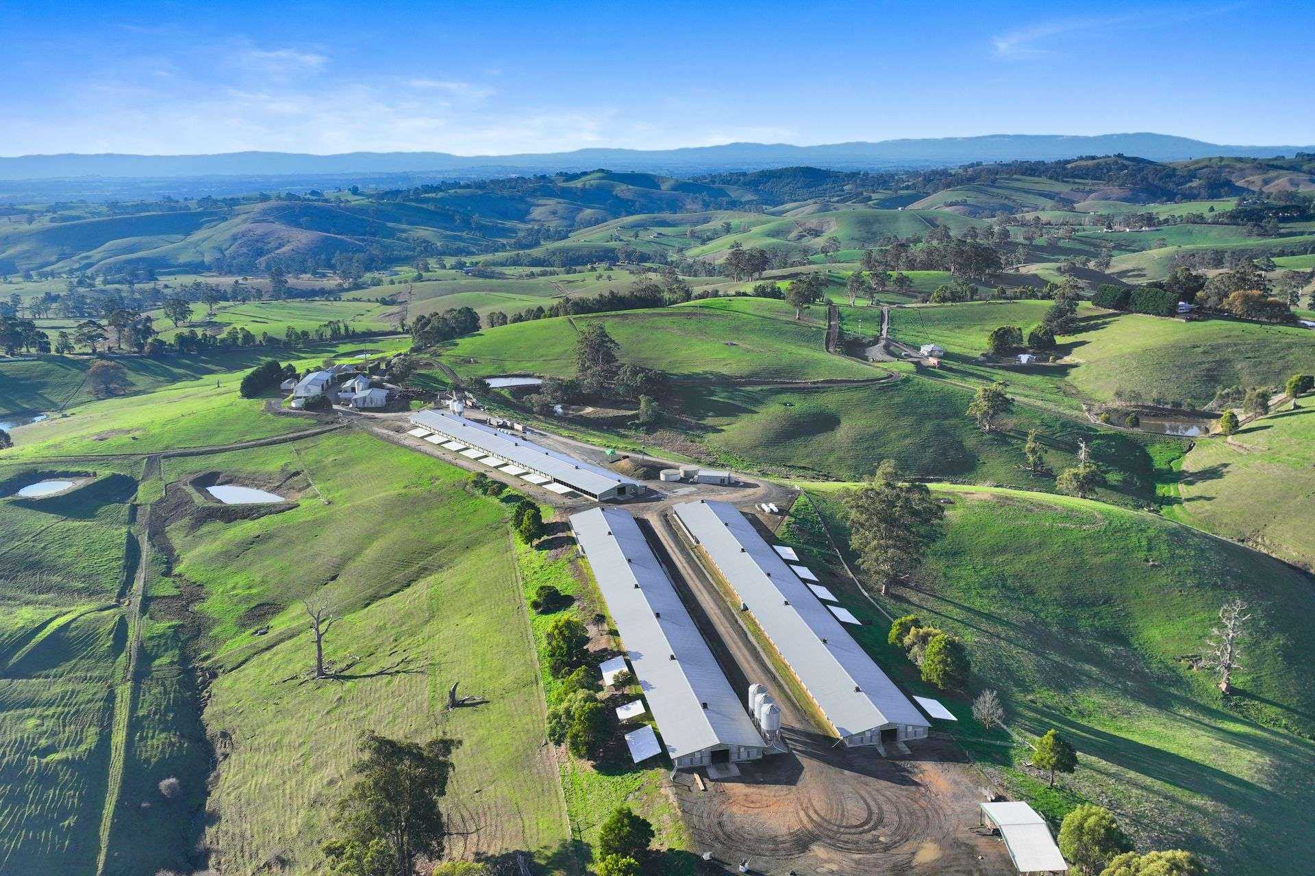 For Sale: High Yielding Poultry Investment Opportunity