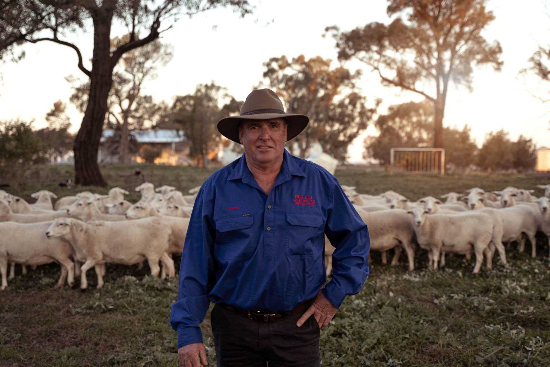 Red Hill Australian Whites Sheep | Farmbuy Livestock