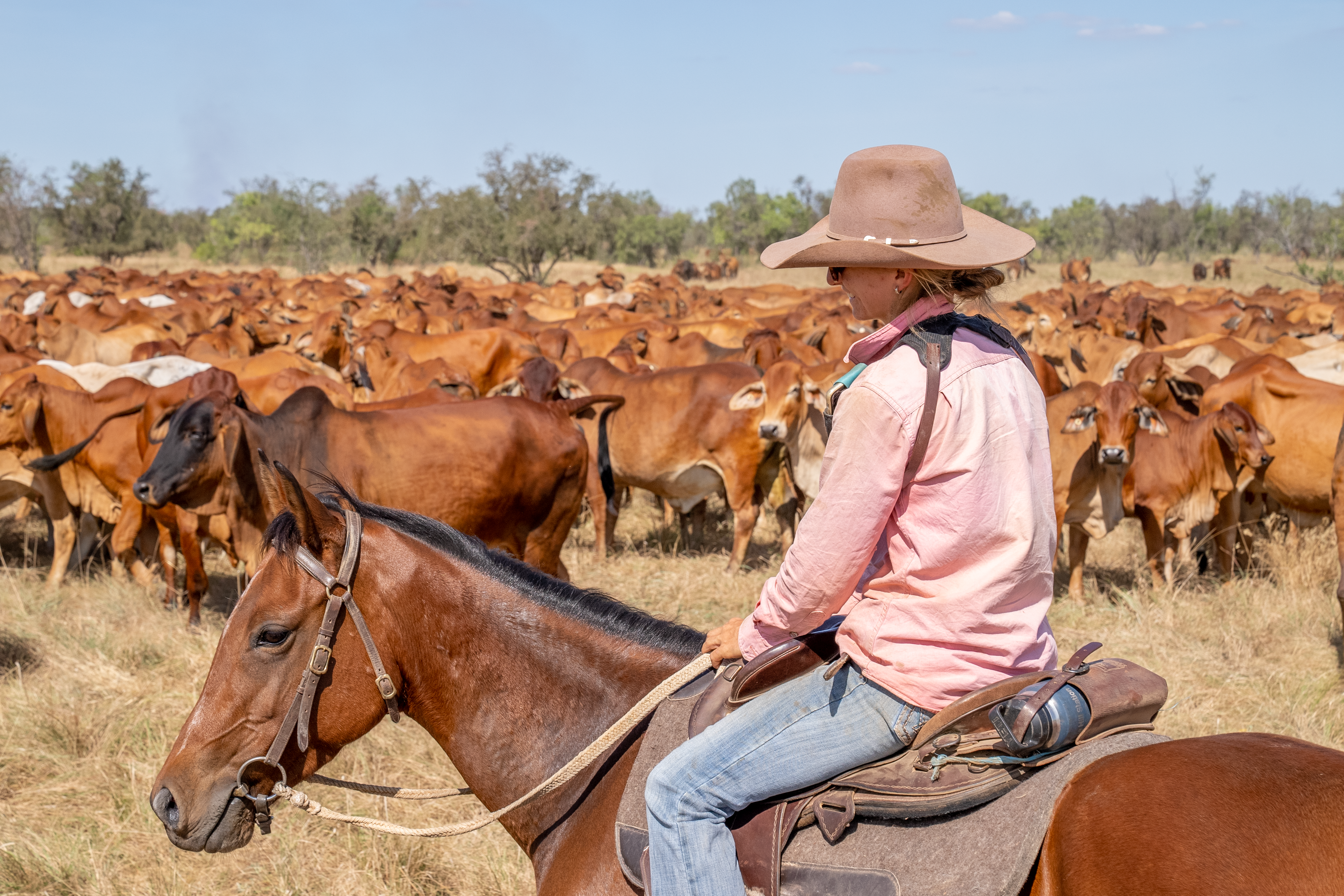 EBVs for Australian Stud Livestock: How to Use Breeding Values for ...