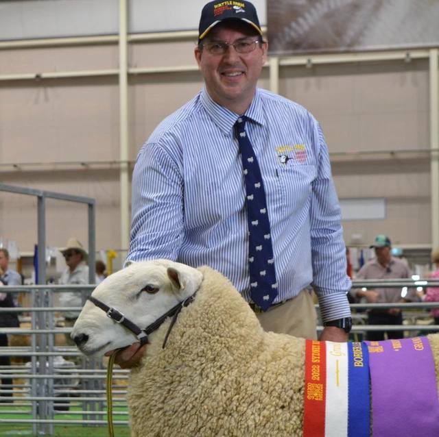 Wattle Farm Border Leicester Stud Sheep | Farmbuy Livestock
