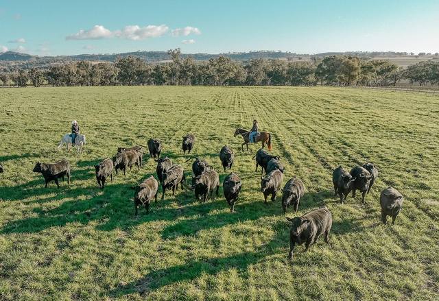 3R Livestock Cattle | Farmbuy Livestock